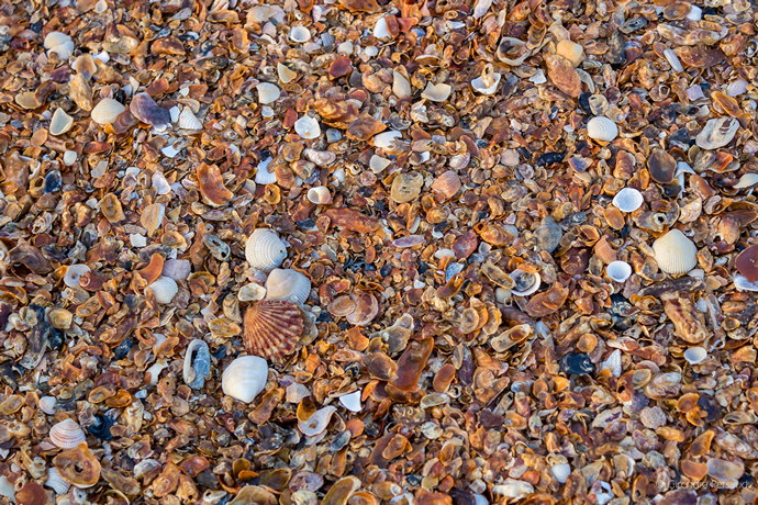 Shell Beach Adventure!